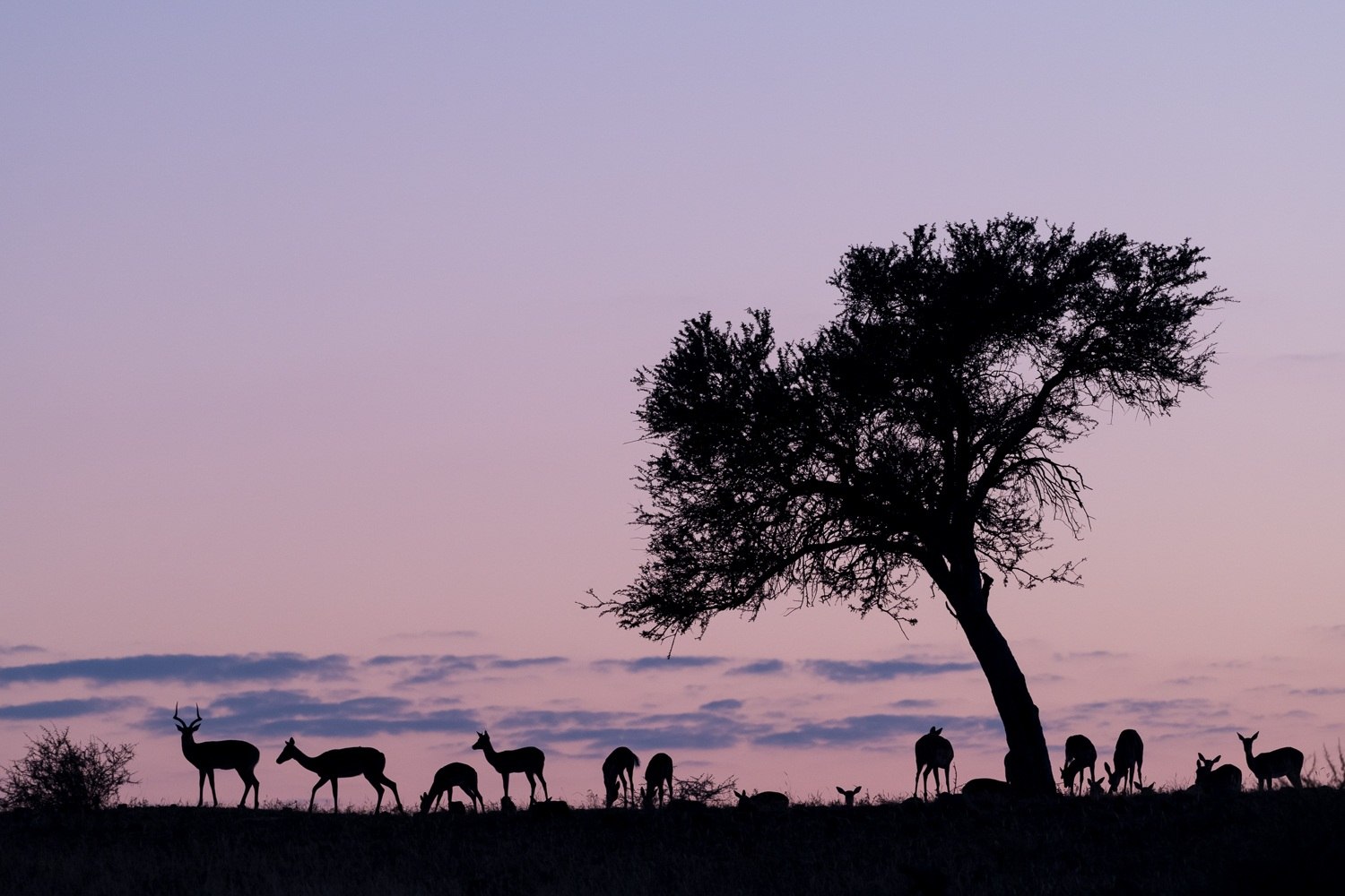 John Shaw Photography | Wildlife, nature, and travel photographer.